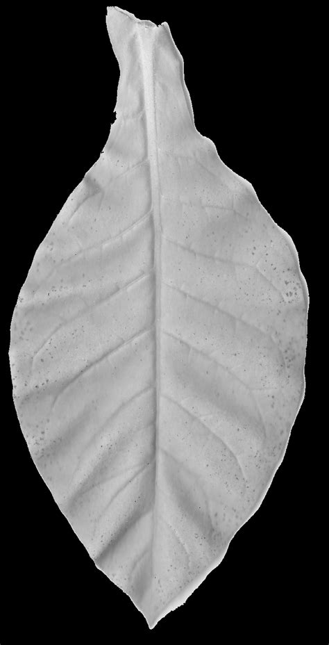 Matlab Extract Portions Of An Image Without Its Background Stack