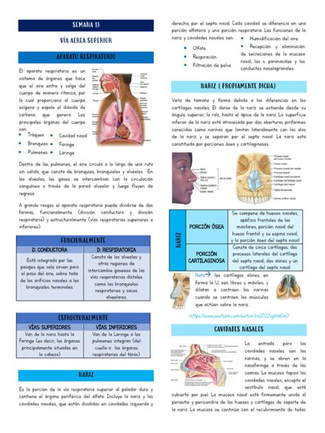 Anatomía Vías Aereas Superiores Pdf Nariz Humana Sistema