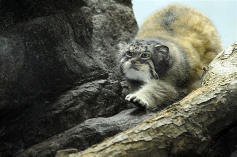 This Grumpy Cat Needs It S Own Talk Show Wild View