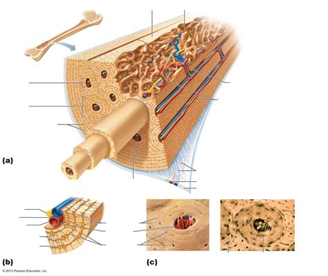 Microscopic Structure Of The Bone Diagram Quizlet