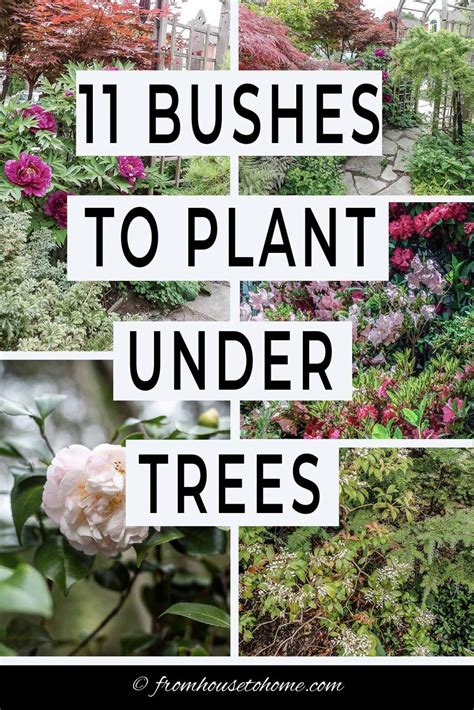 Shade Loving Shrubs The Best Bushes To Plant Under Trees Artofit