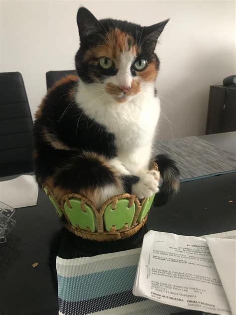 Thankfully There Werent Any Eggs In The Basket Roneorangebraincell