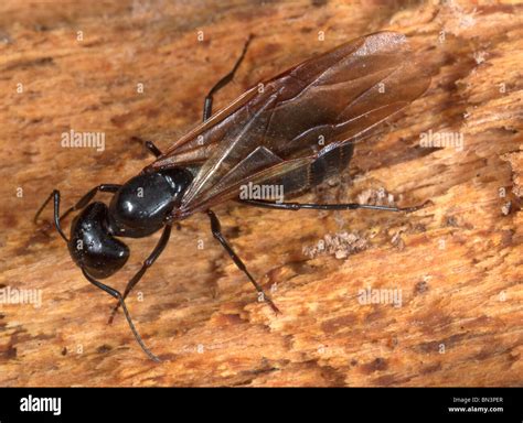 Carpenter Ant Queen