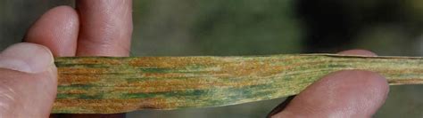 Wheat And Barley Response To Stripe Rust And Fungicides Canadian Agronomist