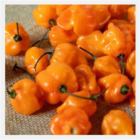 Habanero Chilli Seeds
