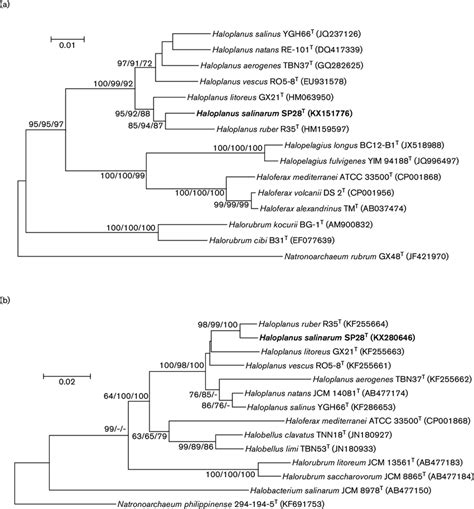 Phylogenetic Tree Based On A 16s Rrna Gene And B Rpob¢ Sequences