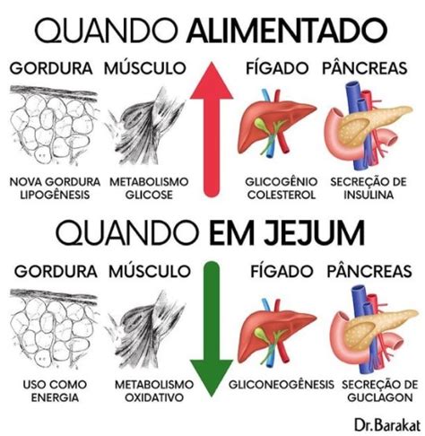 Jejum Intermitente O Que Ocorre O Corpo Em Jejum Blog Do Dr Barakat