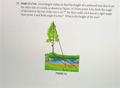 Solved 11 Height Of A Tree An Ecologist Wishes To Find The Chegg Com
