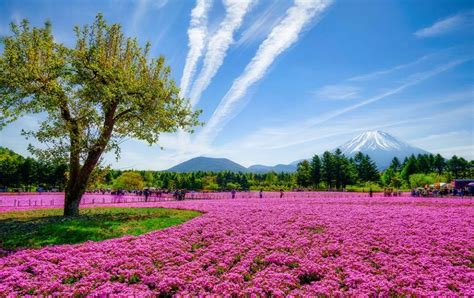 滿山遍野形成絕美織毯的日本芝櫻名景！沒有最夢幻、只有更夢幻～