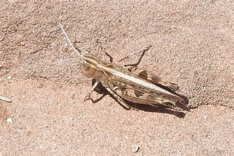 11 Different Grasshoppers In Texas Pictures Wildlife Informer