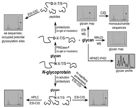 Strategies For Structure Elucidation Of N Glycosylated Proteins 27