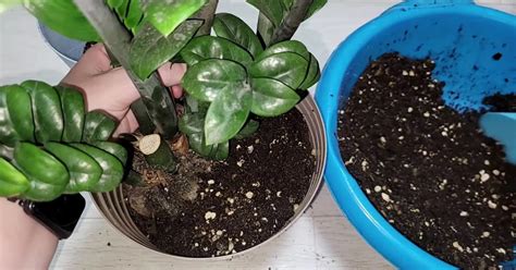 Важны не только удобрения. Чтобы замиокулькас хорошо рос, пересадите ...