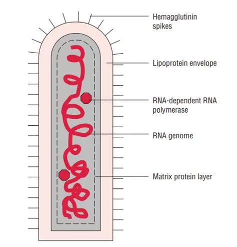 Rabies Virus Structure Genome Organization Pathogenesis Replication Biology Notes Online