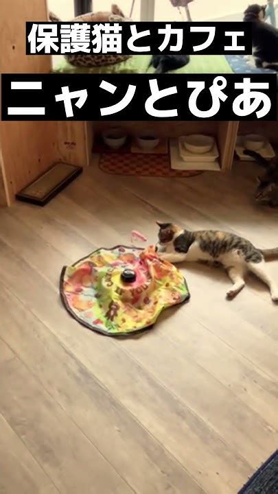 保護猫とカフェニャンとぴあ20230519 3shorts Youtube