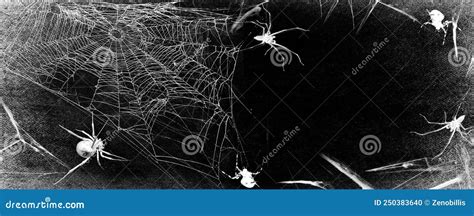 Spiderwebs Isolated Backdrop Spider Black Stock Image 226947283