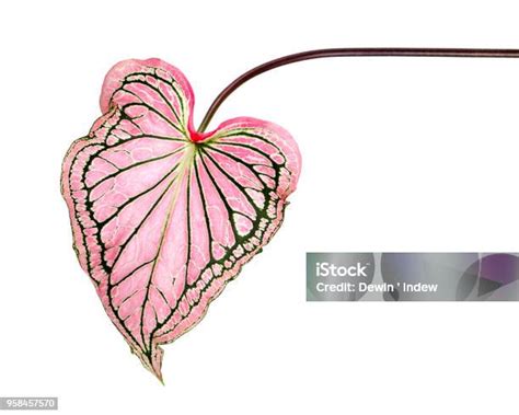 Caladium 핑크 잎과 녹색 혈관 색 핑크 Caladium 단풍 클리핑 경로와 흰색 배경에 고립 필로덴드론에 대한 스톡 사진