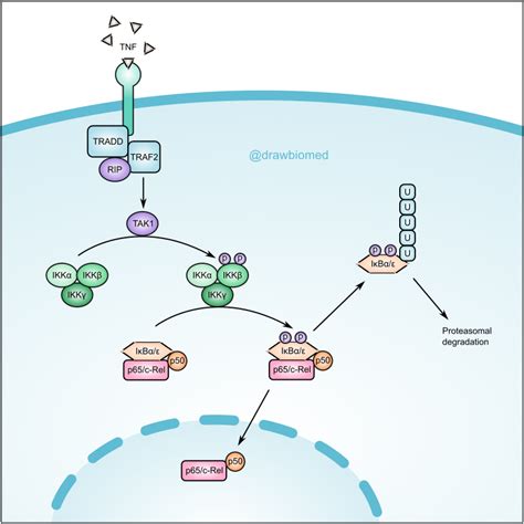 Signaling Pathway Illustrations — Drawbiomed