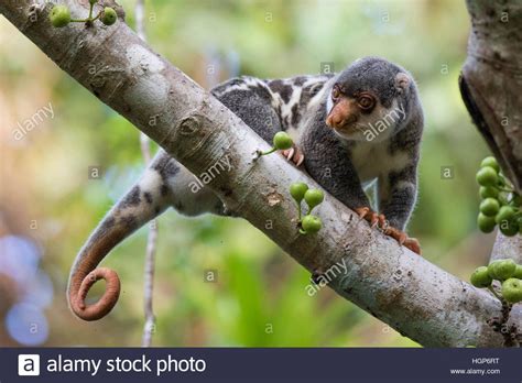 Male Common Spotted Cuscus In A Fig Tree