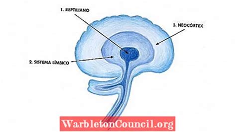 Neocortex Brain Structure And Functions Psychology