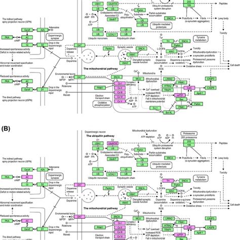 Parkinsons Disease Pathway Map Identified By The Gene Set Enrichment