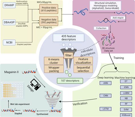 Deep‐learning‐based Approaches For Rational Design Of Stapled Peptides