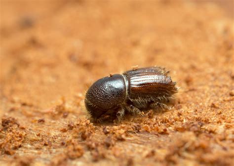 Ips Pine Beetle Control Bugspray