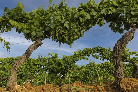 Terre Rosse Di Giabbascio Centopassi