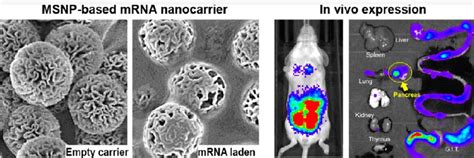 孟幻 刘湘圣团队开发“非lnp类”mrna递送载体 澎湃号·湃客 澎湃新闻 The Paper