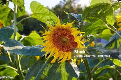 밝은 해바라기는 녹색 잎으로 둘러싸인 활기찬 들판에서 오후의 태양 아래 피어납니다 경관에 대한 스톡 사진 및 기타 이미지 경관 계절 꽃 꽃의 구조 Istock