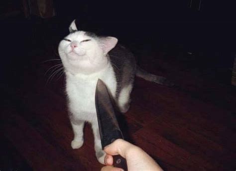 Smug Cat Knife Blank Template Imgflip
