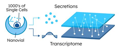 Sec Seq — Partillion Bioscience Unlocking Functional Single Cell Biology