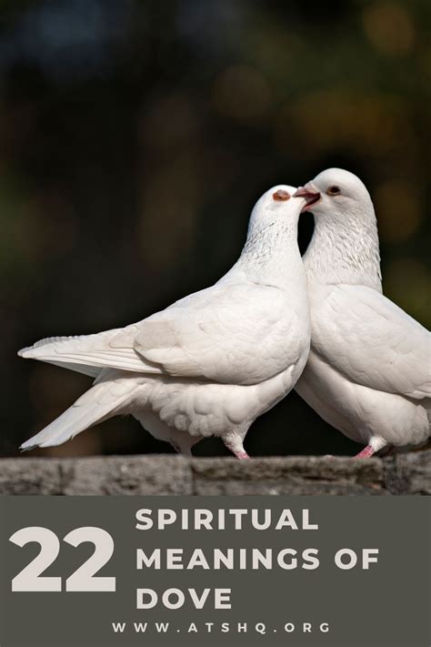 Dove Symbolism 22 Spiritual Meanings Of Dove