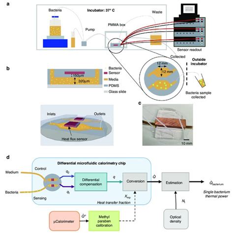 Experimental Setup Of The Microfluidic Calorimetry Chip And The