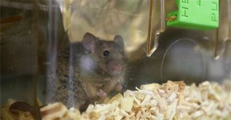 [사이테크 ] 젊은 쥐 늙은 쥐 혈관 연결했더니…노화방지·수명 10 연장