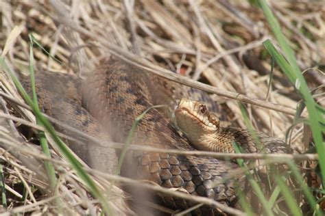 The Life Cycle Of An Adder A Serpentine Journey Through Natures