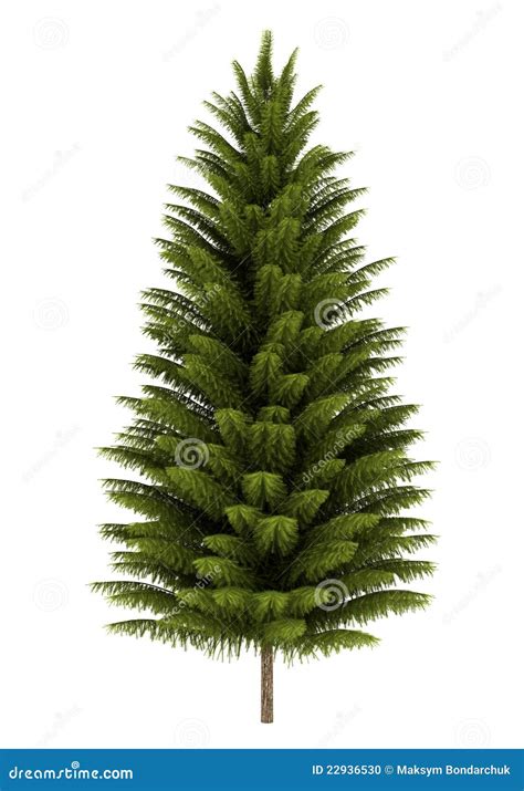 Spruce Tree Life Cycle Stages Of Growth From Seed To Mature Spruce