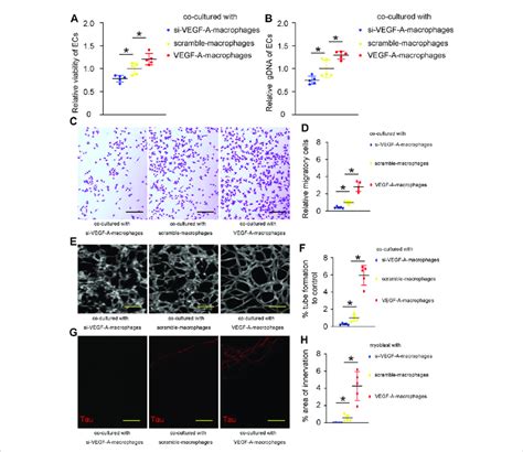 Vegf A In Macrophages Promotes Angiogenesis And Innervation In Vitro