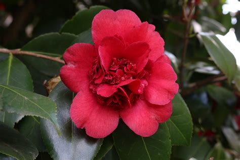 庭の椿 南蛮紅 殿下のブログ