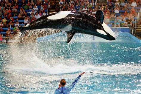 Killer Whale Dies At Seaworld San Antonio