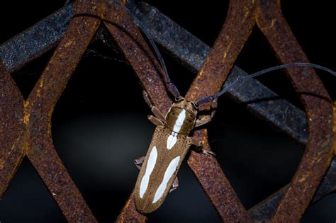 갈색과 흰색 롱혼 딱정벌레 크루 거 국립 공원 남아 프리 카 공화국 갈색에 대한 스톡 사진 및 기타 이미지 Istock