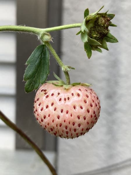 イチゴ エンジェルエイト おうち植物園