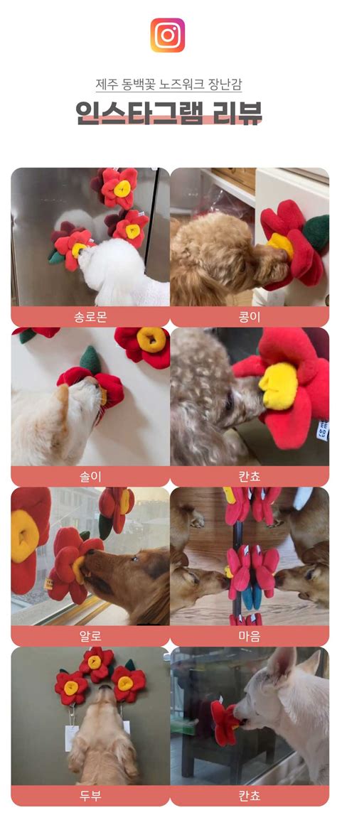 제주 동백꽃 노즈워크 장난감 주 레미디