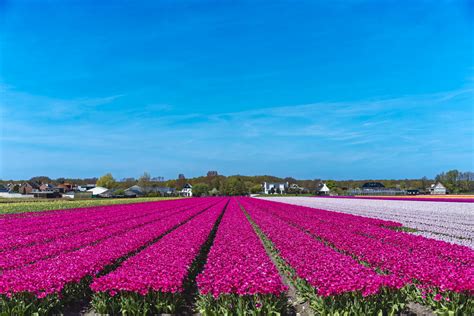 Tulip Field In Hillegom By Paulo Roberto França 500px