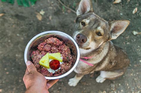 Dieta Barf Para Perros ¿buena O Peligrosa
