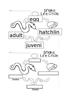 Lifecycle Of A Snake By Ann Marie Miller Teachers Pay Teachers