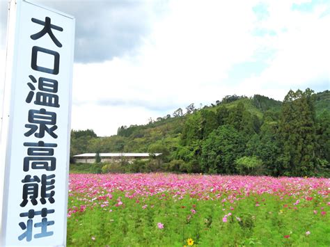 令和4年シーズン終了大口温泉高熊荘 横の花畑のコスモス 開花状況 伊佐市 鹿児島県伊佐市