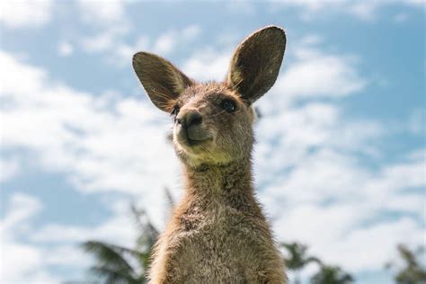 Proserpine Rock Wallaby Sailing Whitsundays