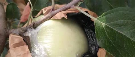 改变传统观念，拆袋前后不要浇水！平台果树基肥