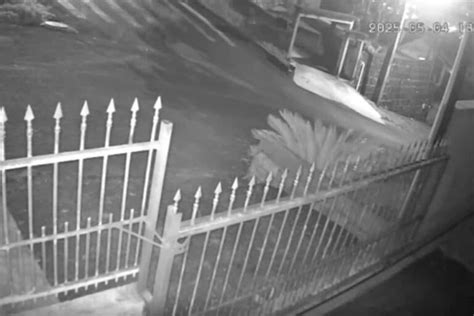 Vídeo Mostra Criança De 6 Anos Morrendo Ao Bater Bicicleta Contra Muro