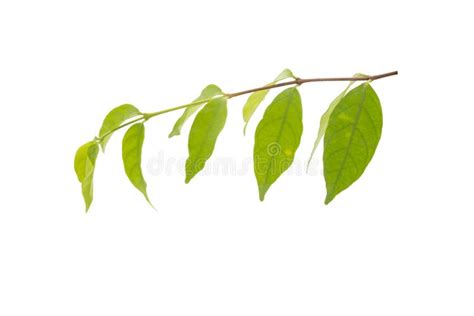 Tree Limb Border Stock Illustrations 132 Tree Limb Border Stock